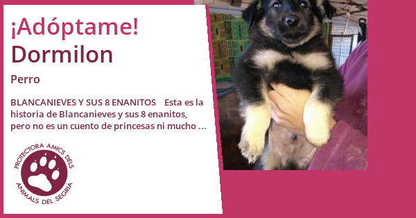 Amics dels Animals del Segrià - Animales