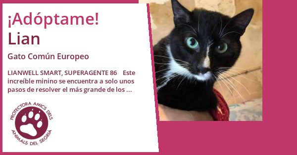 Amics dels Animals del Segrià - Animales