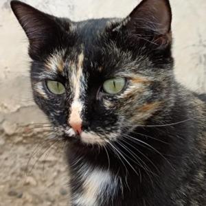 Amics dels Animals del Segrià