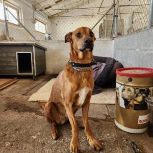 Amics dels Animals del Segrià