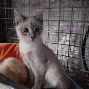 Amics dels Animals del Segrià