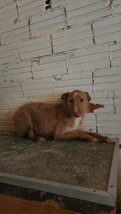 TRIGO, perro en adopción en Lleida (Lleida) - Bambú difunde